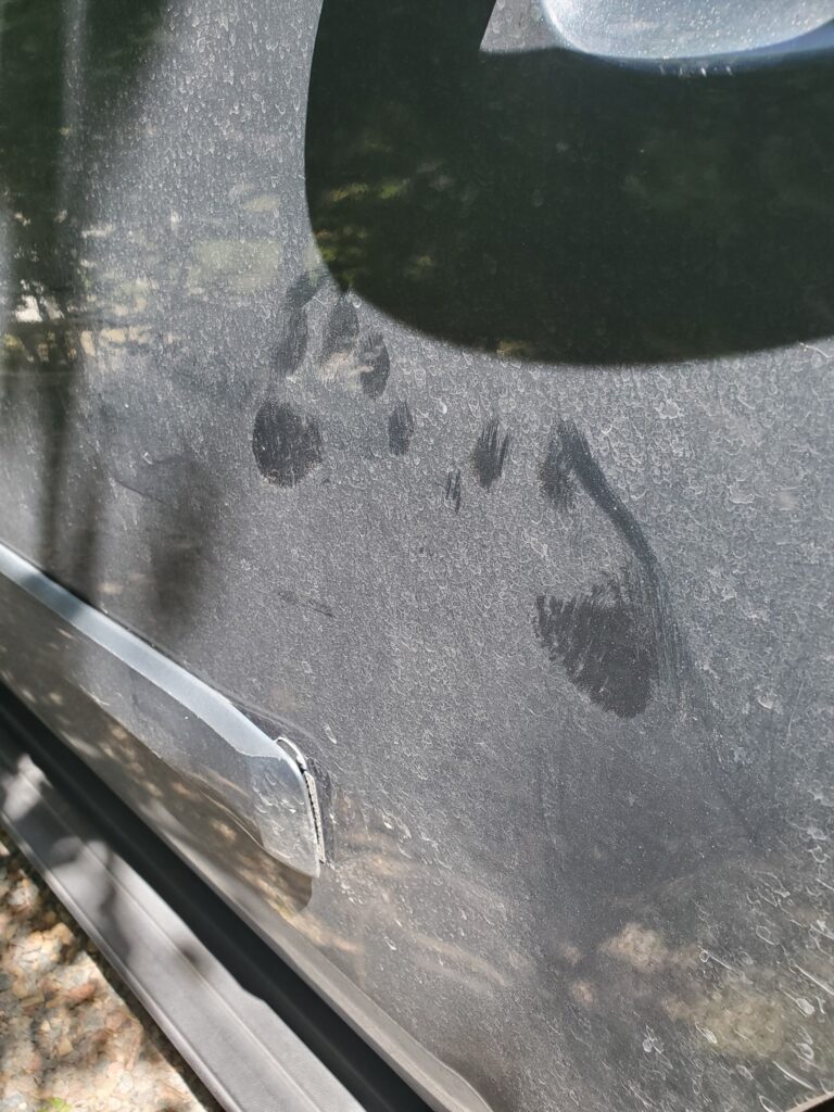 Native local couple experiences bear breaking into vehicles for the ...