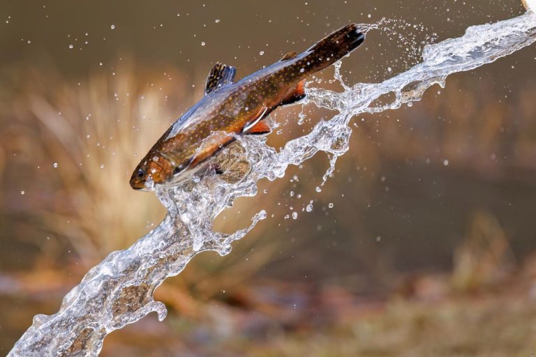Delayed Harvest Trout Season Begins Oct. 1, 2025 - WataugaOnline.com